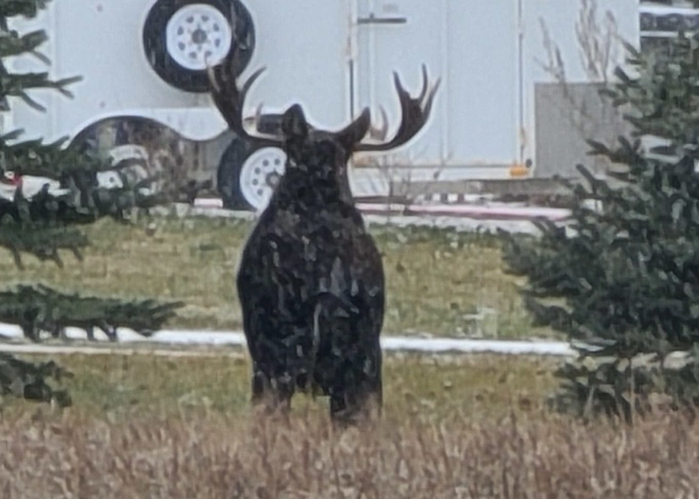 Bozeman Police, Montana FWP – Leave Wild Moose Alone! - Bozeman Antifa ...